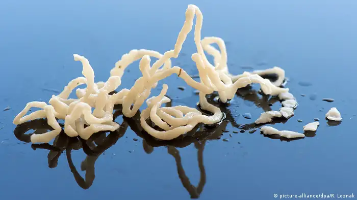 Tapeworms