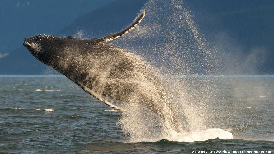South Africa's whale crier – DW – 10/16/2014