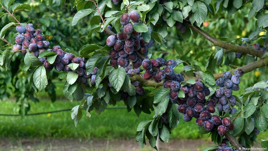 Zwetschge – DW – 01/21/2015