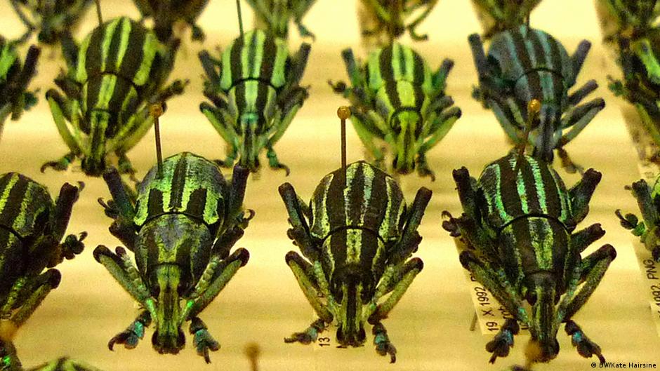 Why we need natural specimens – DW – 10/20/2014