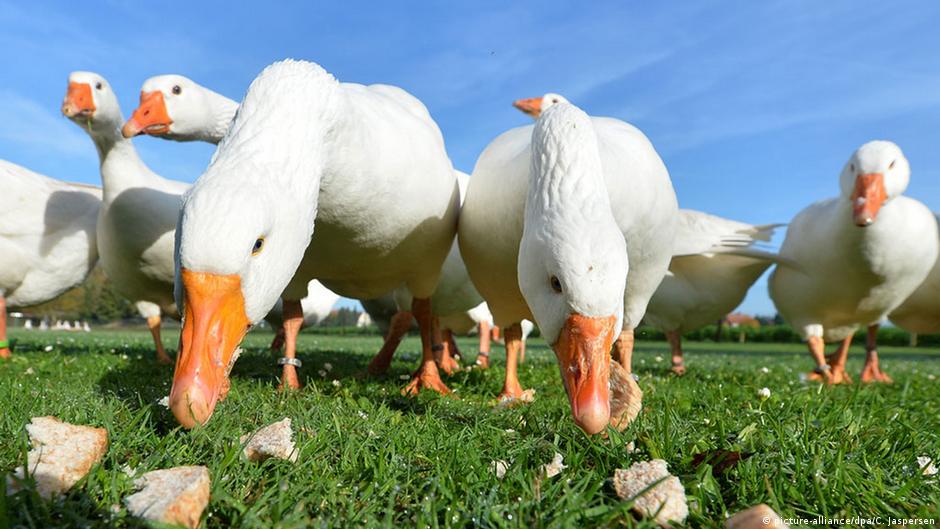 German-Dutch goose war – DW – 11/12/2014
