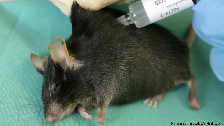 What is the future of animal testing? – DW – 02/07/2018