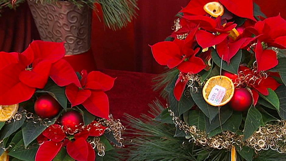 Mexico Christmas poinsettias are big business – DW – 12/06/2017