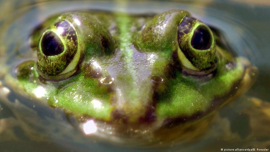 Froggy-style – DW – 12/08/2016