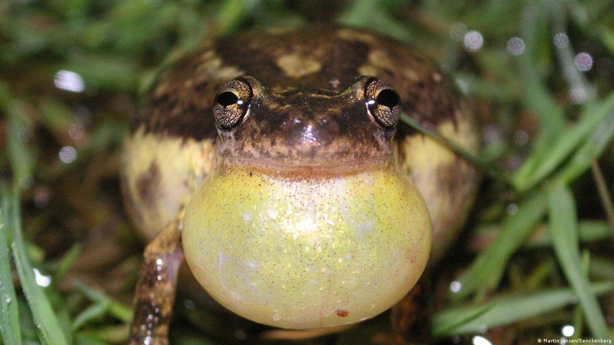 El fascinante mundo de los sapos