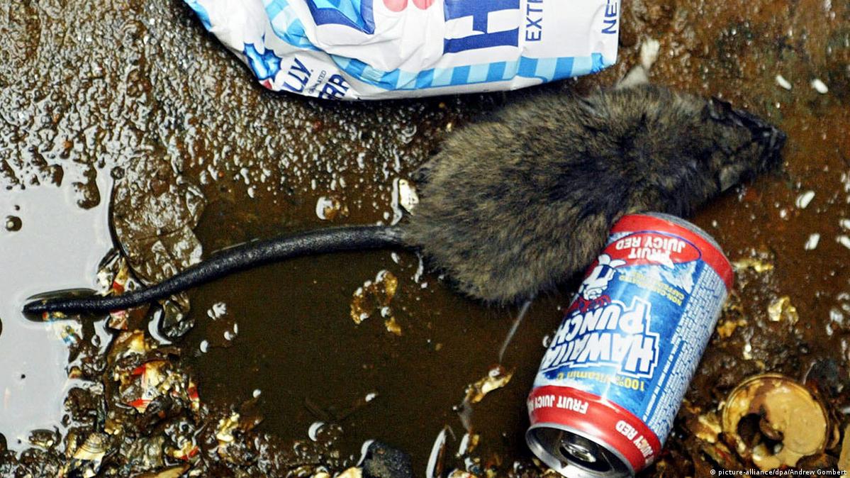 Jakarta Buru Tikus – DW – 19.10.2016