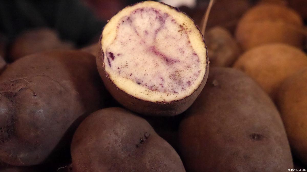 My favorite - the potato – DW – 12/29/2014