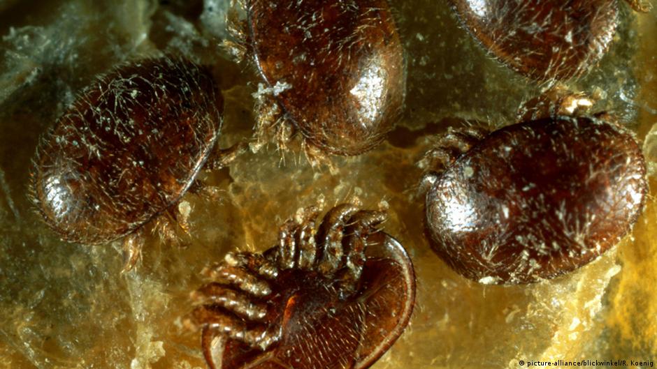 Tiny bugs with destructive powers – DW – 02/10/2017