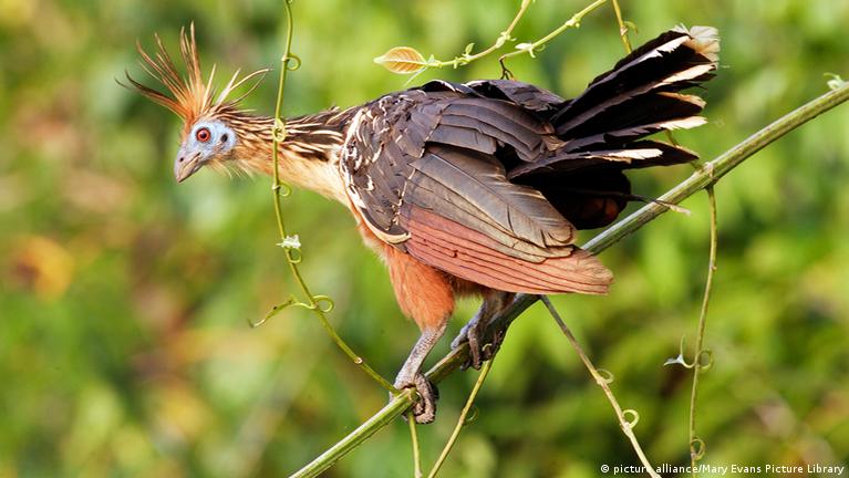 Bird with breath bad enough to keep hunters at bay – DW – 01/08/2015