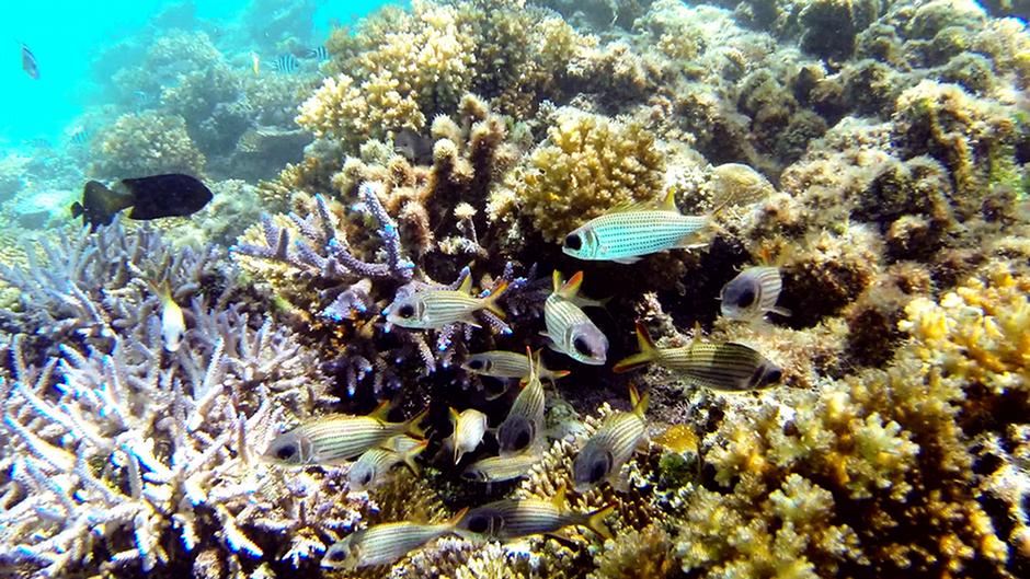 Fiji: Coral Reefs Protect Biodiversity – DW – 01/12/2015