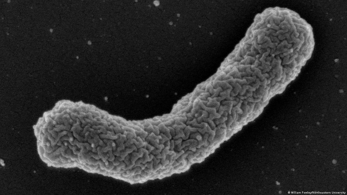 New antibiotic discovered – DW – 01/12/2015