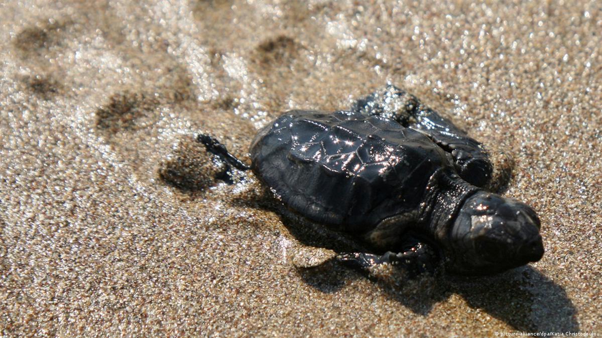 The invisible but vital imprint of turtles – DW – 01/29/2015