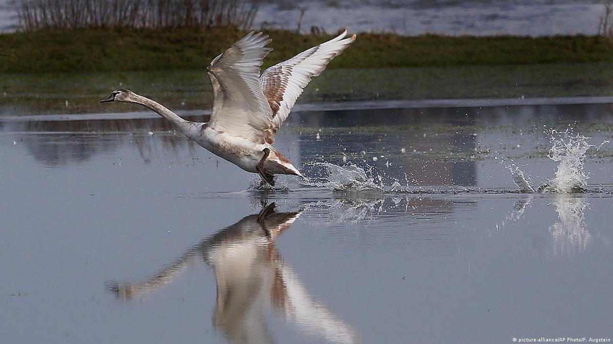 Swan upmanship