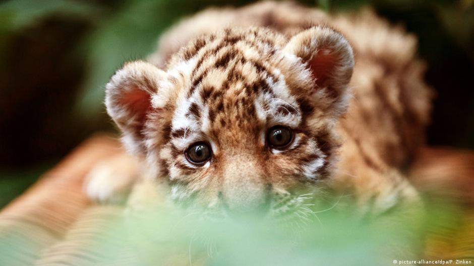 Trading in animals – DW – 03/05/2015