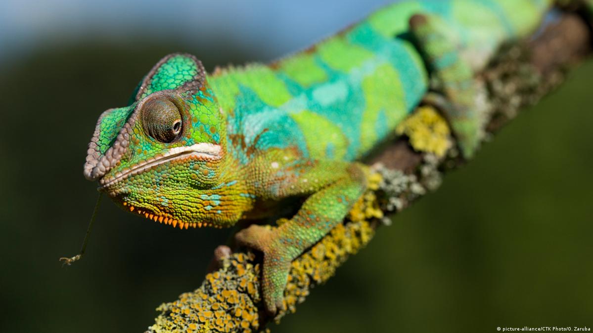 How does a chameleon change its color? – DW – 01/30/2015