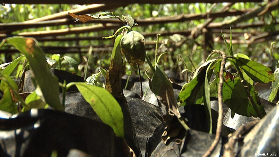 Anti-cancer tree – DW – 08/22/2016