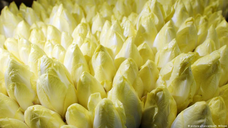 Chock Full of Vitamins: Chicory – DW – 10/14/2015