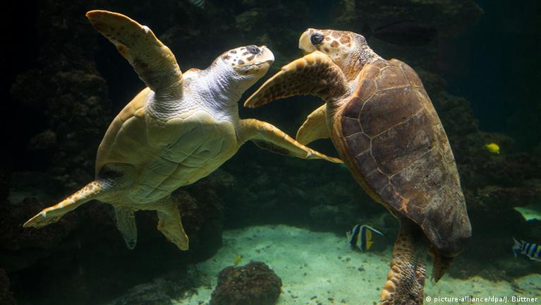 World Turtle Day: 10 cool facts about turtles – DW – 05/22/2020
