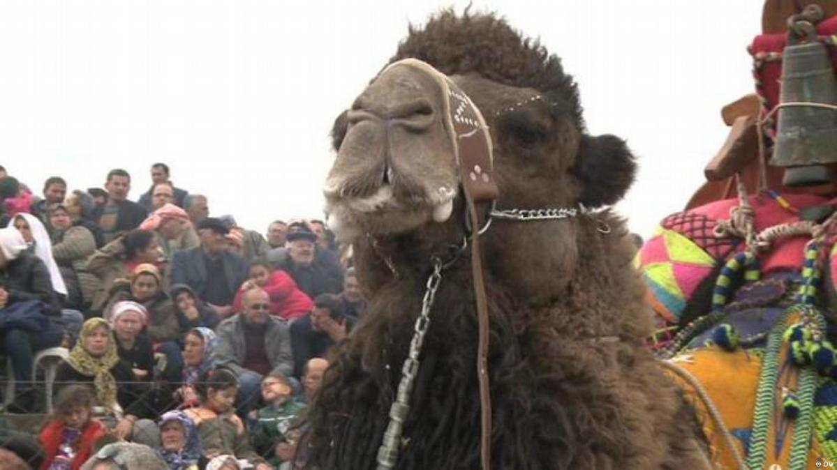 Turkey: Camel Arenas