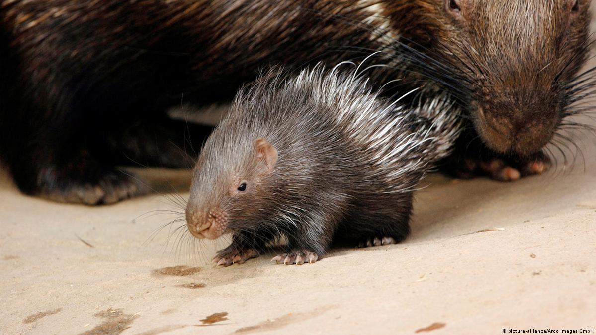 Prickly porcupines – DW – 03/09/2015