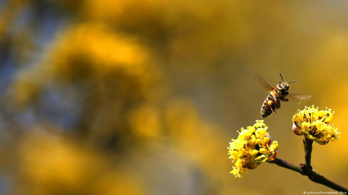 Balcony-side bee-saving – DW – 04/23/2015