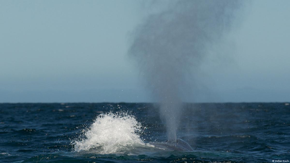 The whale's playground – DW – 03/24/2015