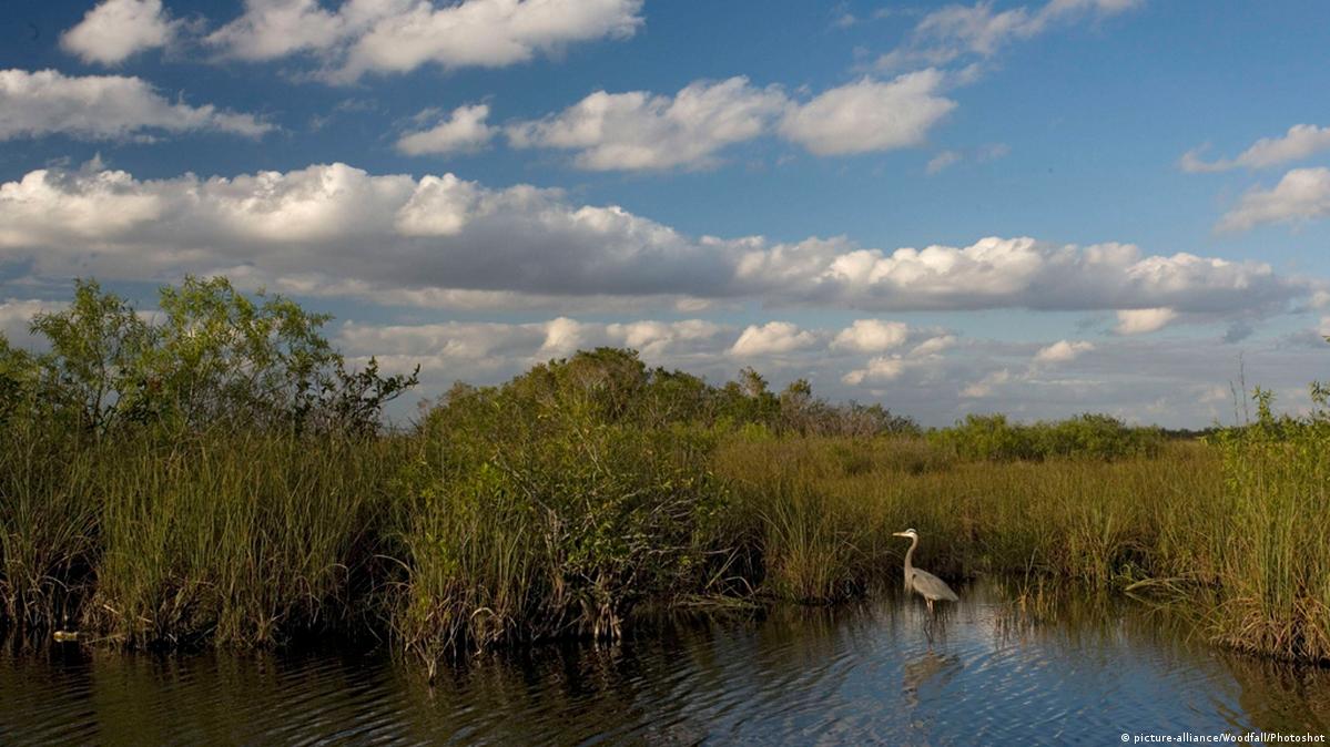 Drowning the Everglades