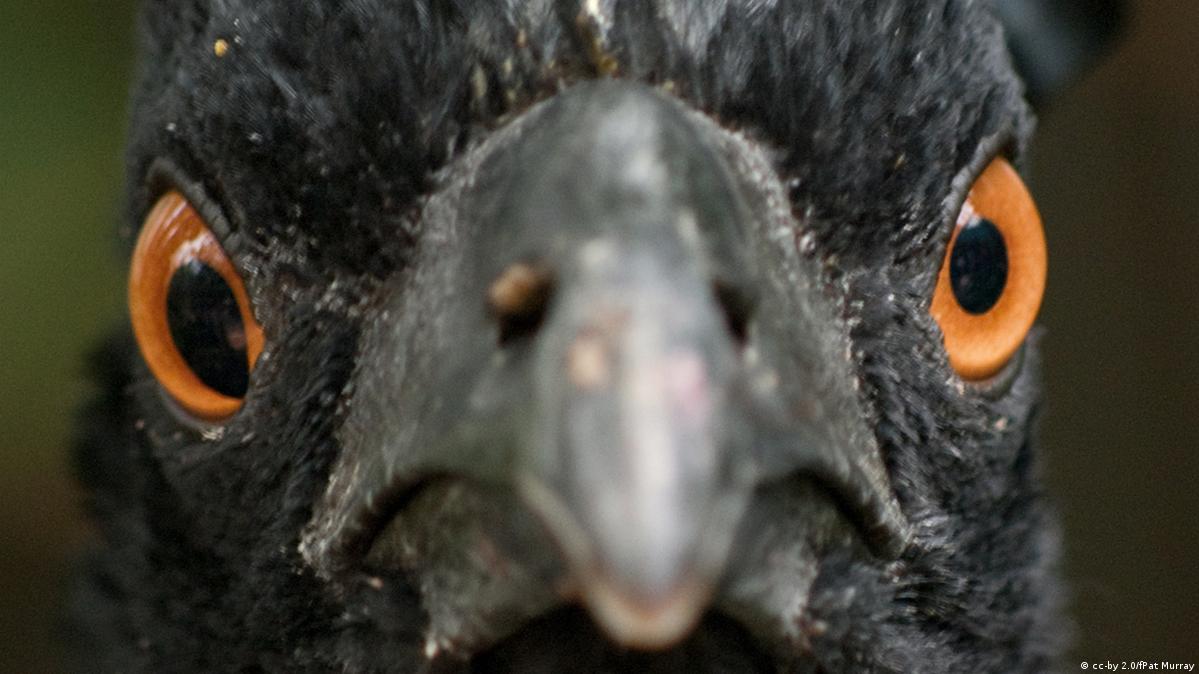 This bird hates deforestation