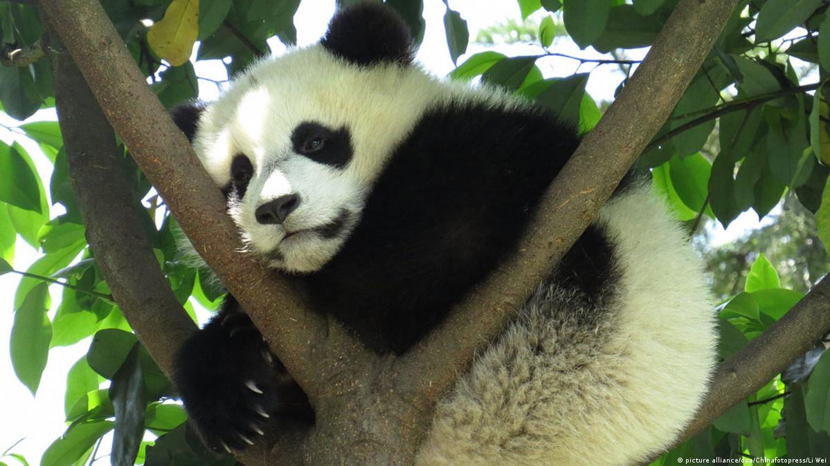 Carnivorous pandas?
