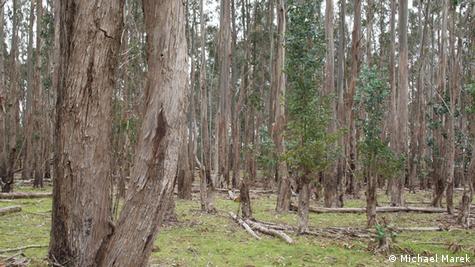 Easter Island Forests