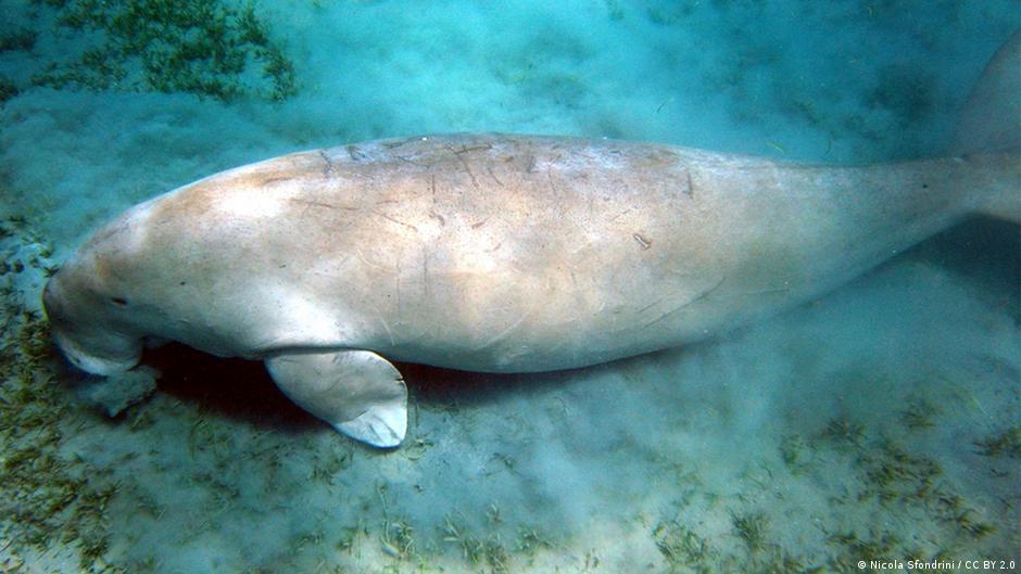 Endangered dugongs in the Philippines – DW – 04/20/2015