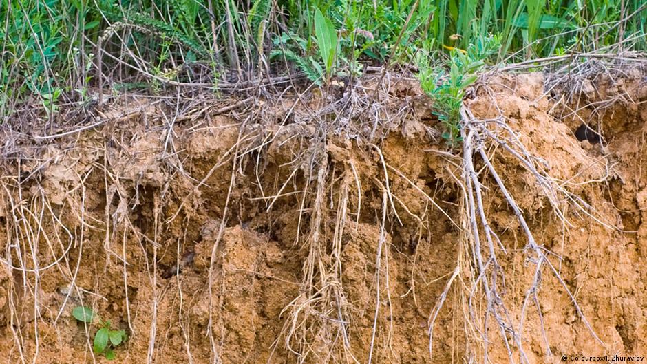 Why does the soil look brown? – DW – 03/24/2017