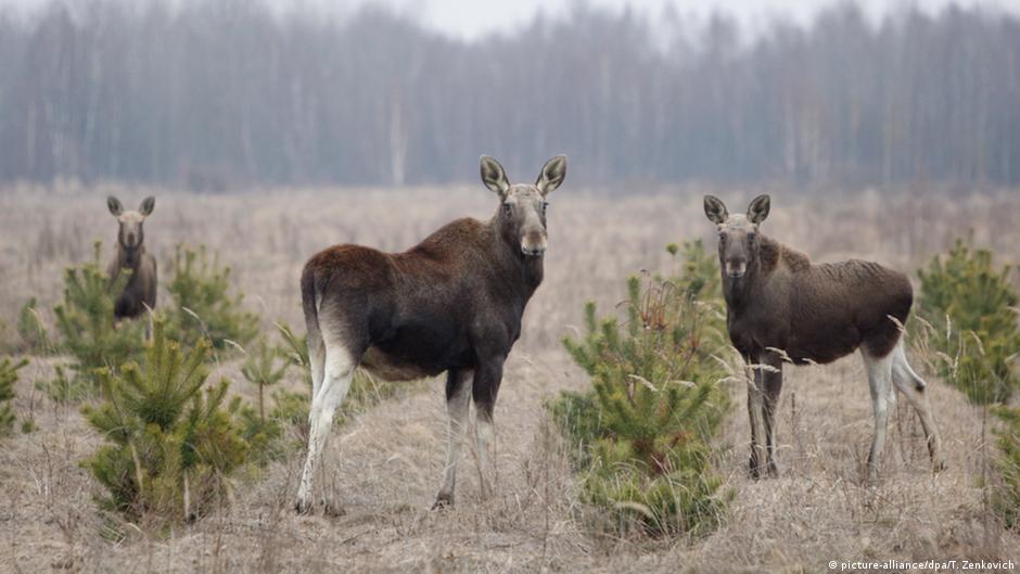 Chernobyl goes green – DW – 11/21/2017