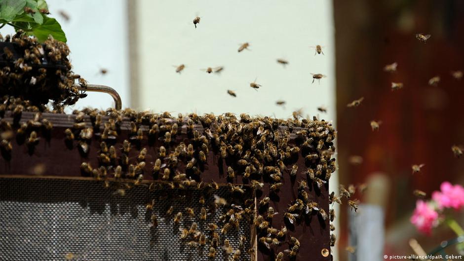 Oslo's bee highway – DW – 06/18/2015