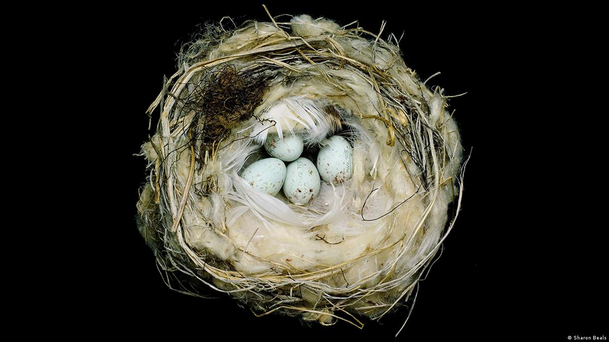 The nest series