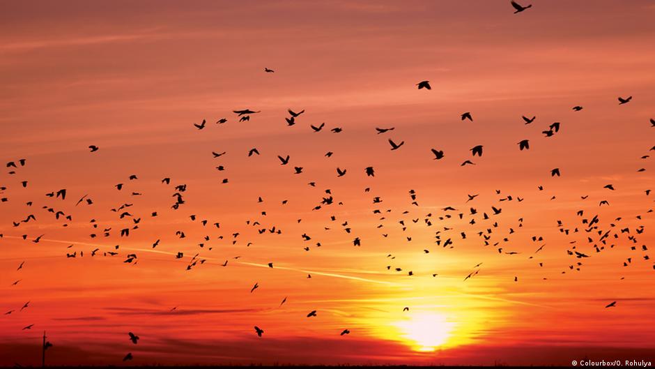 Flying into spring – DW – 05/04/2017