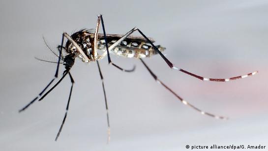 O combate às doenças transmitidas por insetos – DW – 08/07/2015