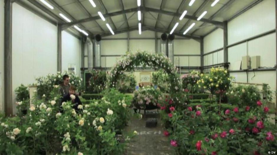 The rose grower – DW – 05/20/2015