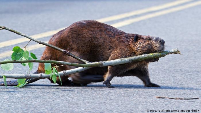 Beavers on the rampage | Environment | All topics from climate change ...