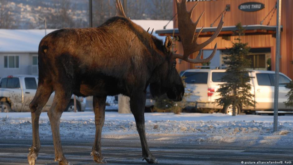 Moose found frozen mid-fight in Alaska