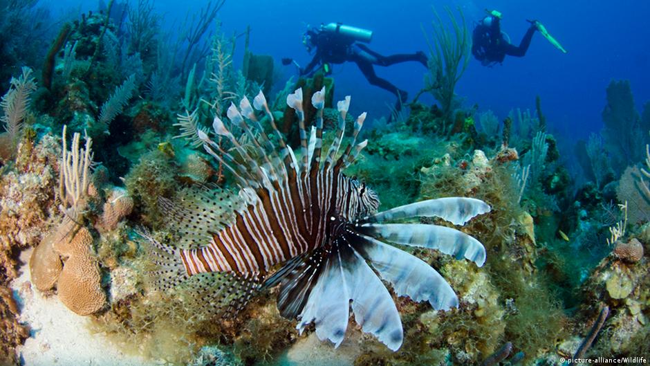 Marine protection in Cuba – DW – 05/26/2015