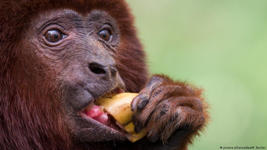 The howler monkey – DW – 05/18/2016