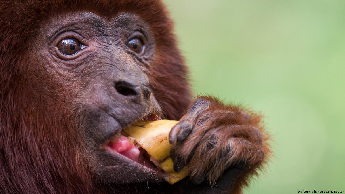 The howler monkey – DW – 05/18/2016