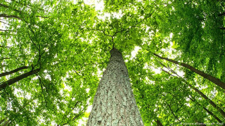 The myth of the wild German forest – DW – 08/30/2019