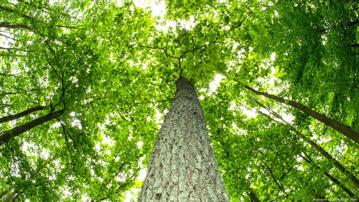 The myth of the wild German forest – DW – 08/30/2019