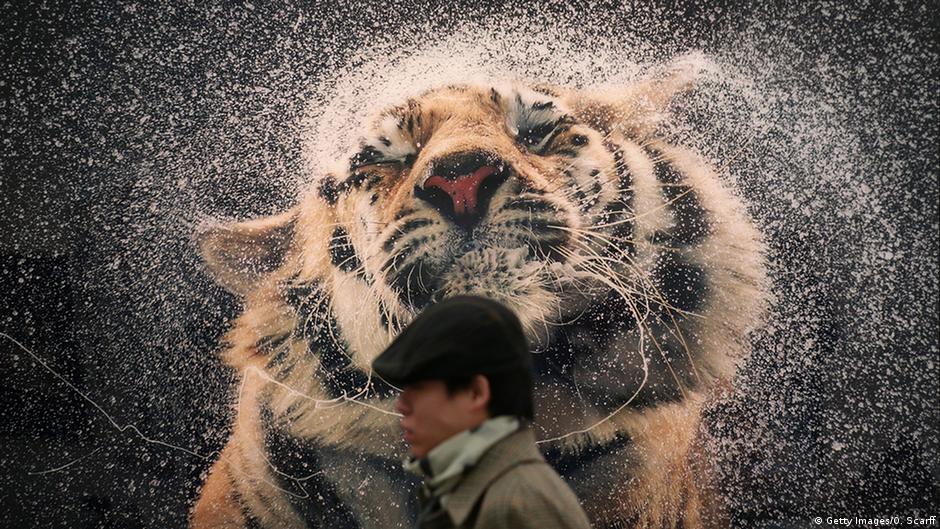 The animal in us all – DW – 08/23/2015