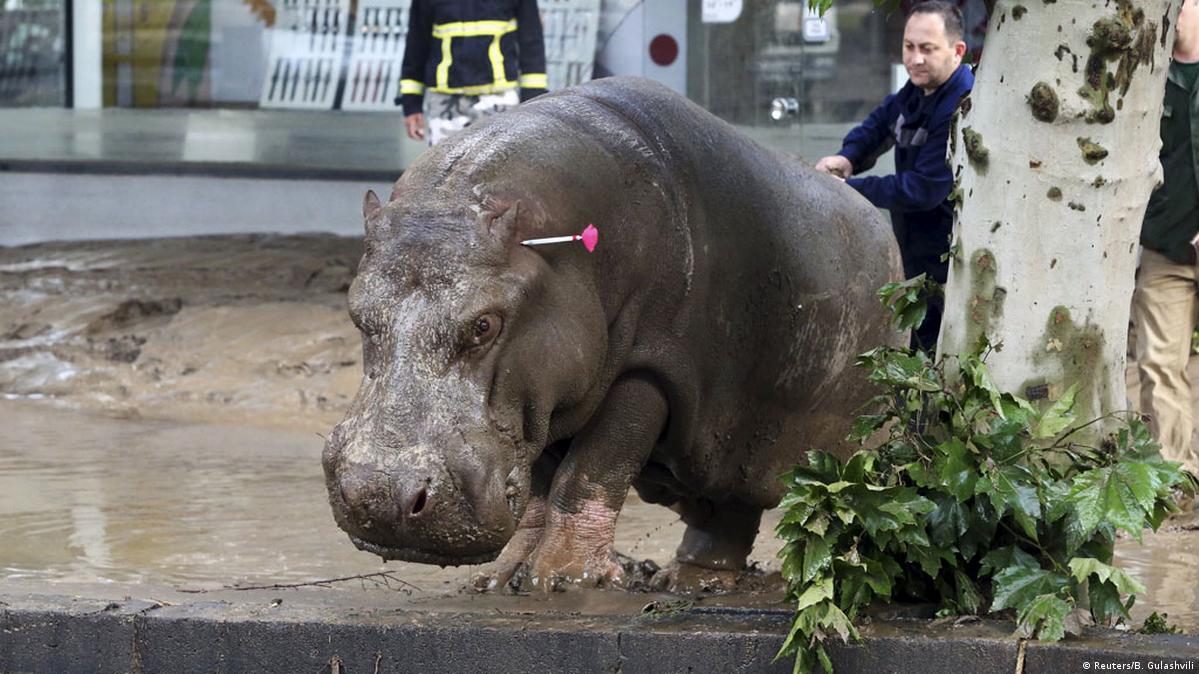 Tbilisi zoo open again