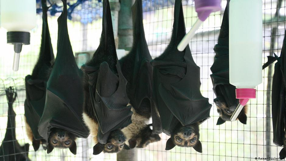 Australia's bat hospital – DW – 06/18/2015