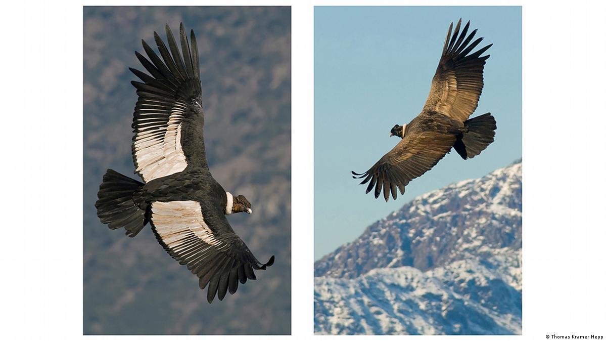 La magia de la fauna chilena en fotos