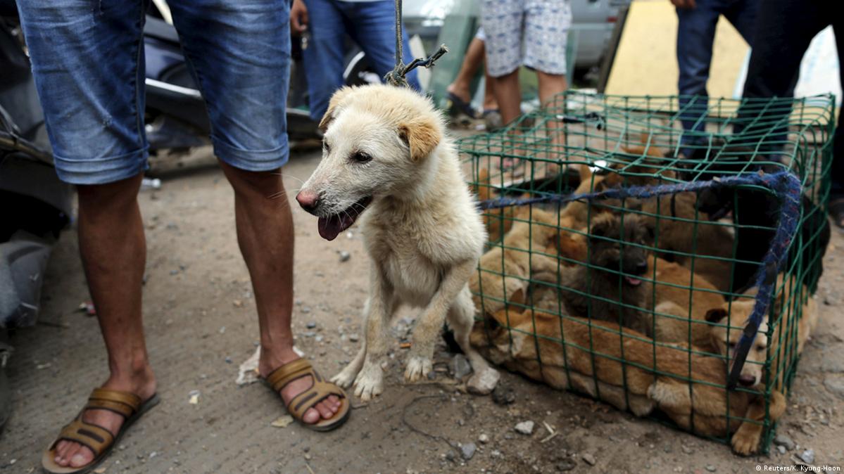 Inilah Tradisi Makan Daging Anjing di Cina – DW – 22.07.2015